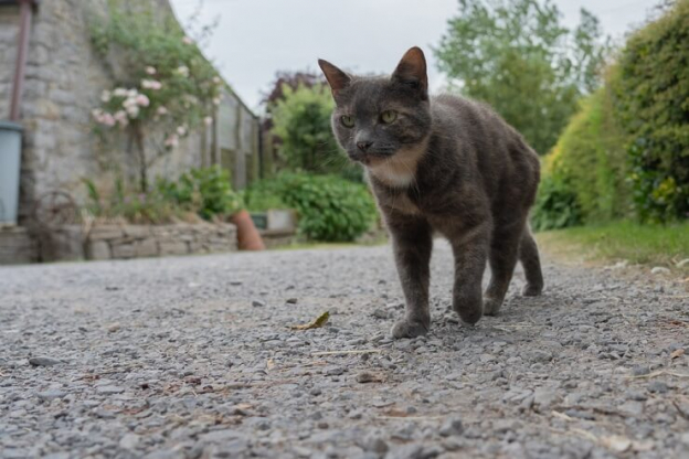 Die 300 besten Namen für Kater