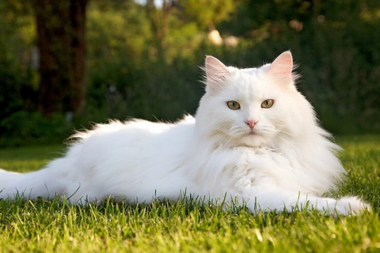 Die 10 größten Hauskatzenrassen - Cats.com