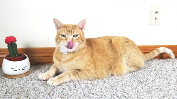Orange Tabby-Katzen: Fakten, Lebensdauer und Intelligenz - Cats.com