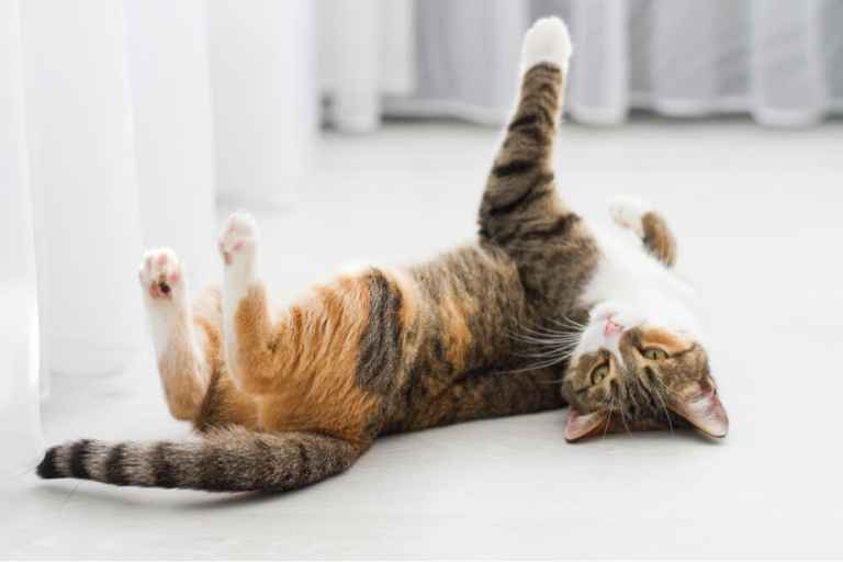 Leitfaden zu den Genitalien von Katzen (Von einem Tierarzt verfasst ...
