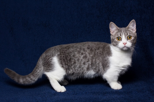 Hyperthyreose bei Katzen: Symptome, Behandlung und Ursachen - Cats.com