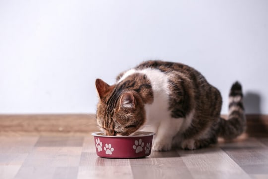 6 leckere Rezepte für selbstgemachtes Katzenfutter.