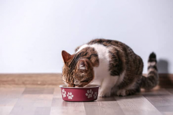 6 leckere Rezepte für selbstgemachtes Katzenfutter.