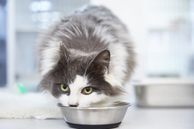 6 leckere Rezepte für selbstgemachtes Katzenfutter.