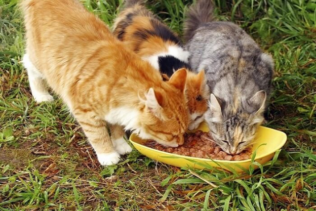 6 leckere Rezepte für selbstgemachtes Katzenfutter.