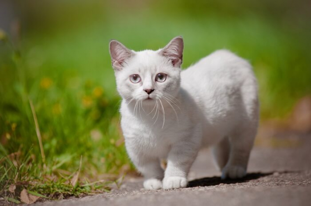 Hyperthyreose bei Katzen: Symptome, Behandlung und Ursachen - Cats.com