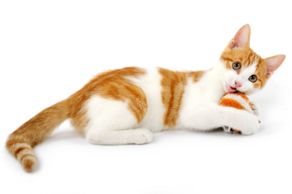 Orange Tabby-Katzen: Fakten, Lebensdauer und Intelligenz - Cats.com