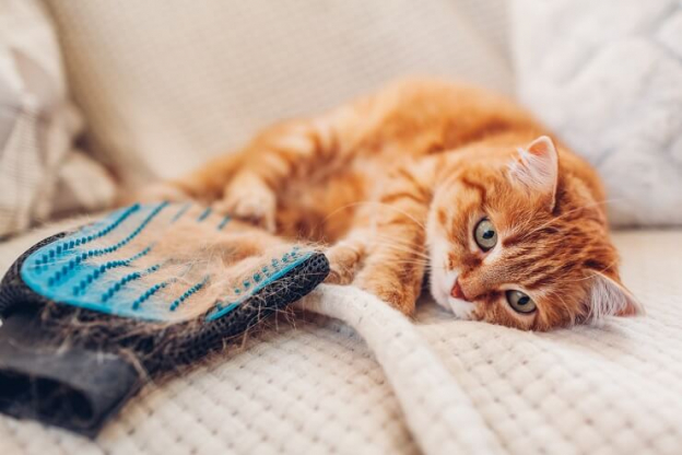 Haarausfall bei Katzen: Ursachen, Symptome und Behandlung - Cats.com
