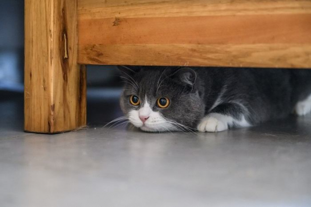 Meine Katze versteckt sich und verhält sich merkwürdig – Wann Sie sich ...