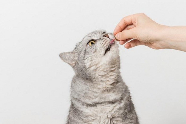 L-Lysin für Katzen: Überblick, Dosierung und mögliche Nebenwirkungen ...