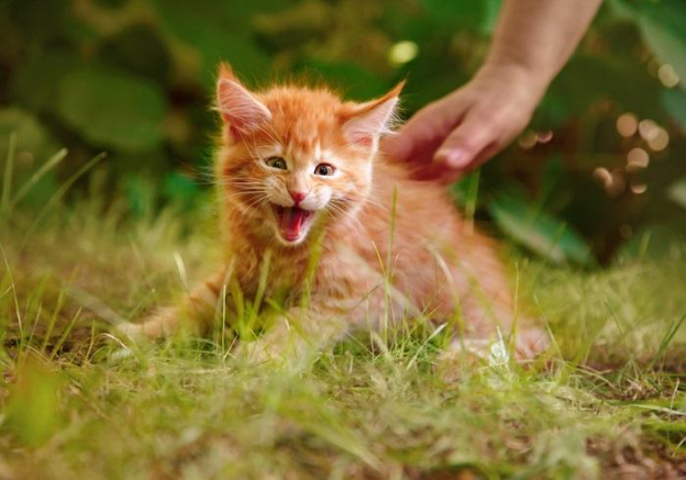 Warum fauchen Katzen ihre eigenen Jungen an? Ein Tierarzt erklärt