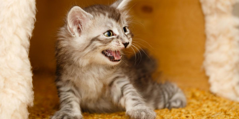 Warum fauchen Katzen ihre eigenen Jungen an? Ein Tierarzt erklärt