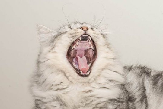 Anatomie-Handbuch für Katzen - Cats.com