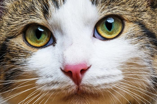 Anatomie-Handbuch für Katzen - Cats.com