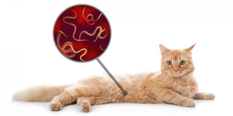 10 Gemeinsame Arten von Würmern bei Katzen (mit Bildern) - Cats.com