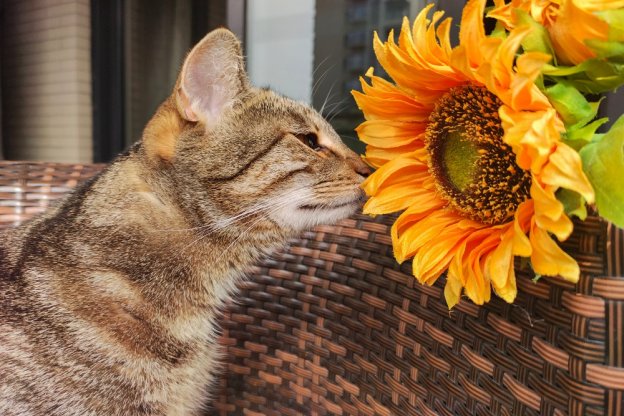 21 katzenfreundliche Blumen, die Sie kaufen oder anbauen können - Cats.com