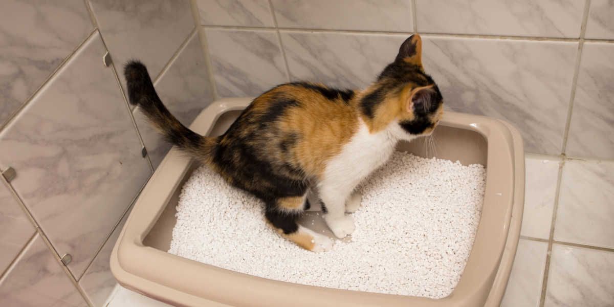 K nnen Katzen H morrhoiden Bekommen Cats K nnen Katzen H morrhoiden Bekommen Cats