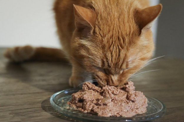 6 leckere Rezepte für selbstgemachtes Katzenfutter.
